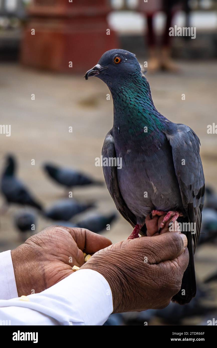 isolated pigeon sitting at man hand finger for food at morning from ...