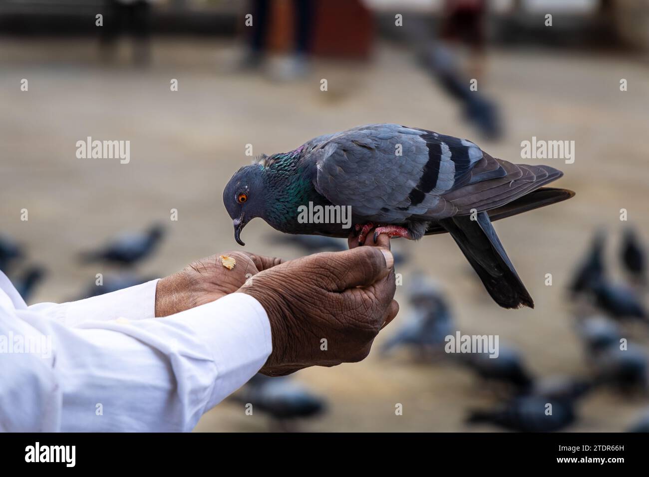 isolated pigeon sitting at man hand finger for food at morning from ...