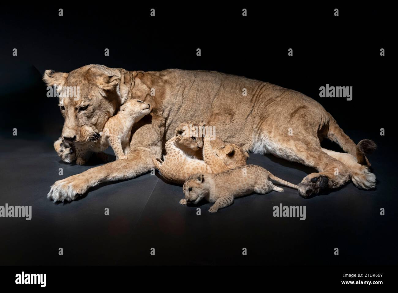 Paris, France - 06 10 2023: The Great Evolution Gallery of Paris ...