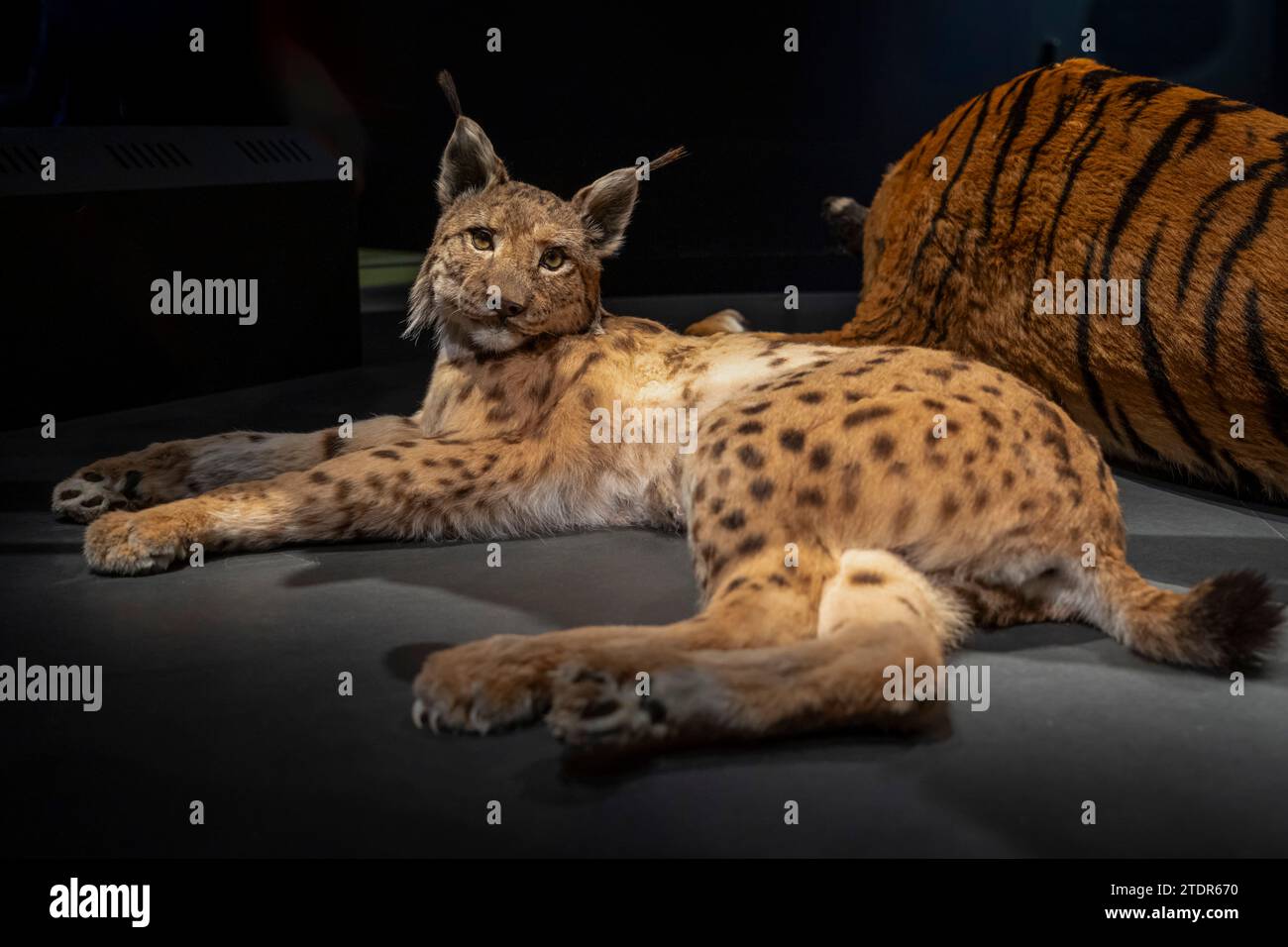 Paris, France - 06 10 2023: The Great Evolution Gallery of Paris ...