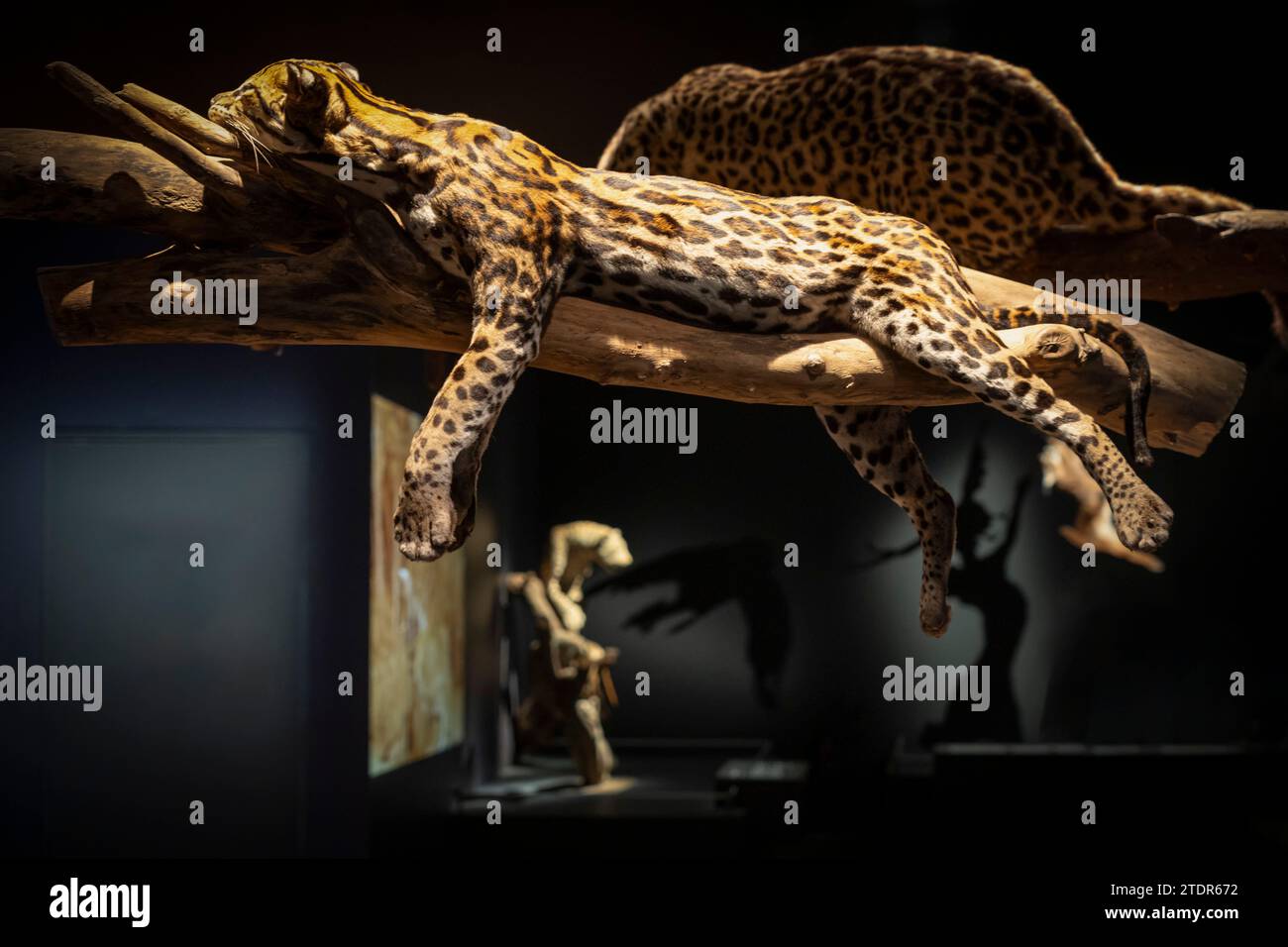 Paris, France - 06 10 2023: The Great Evolution Gallery of Paris ...