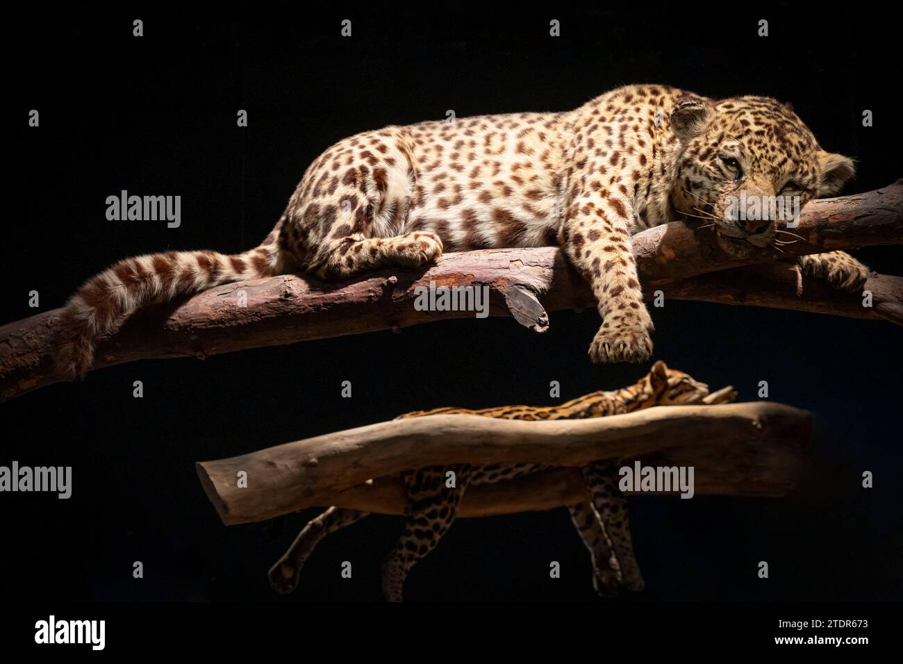 Paris, France - 06 10 2023: The Great Evolution Gallery of Paris ...