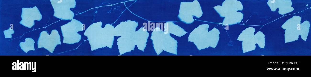 Cyanotype photogram of Concord grape vine Stock Photo - Alamy
