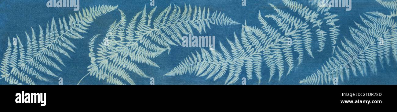 Cyanotype forest hi-res stock photography and images - Alamy