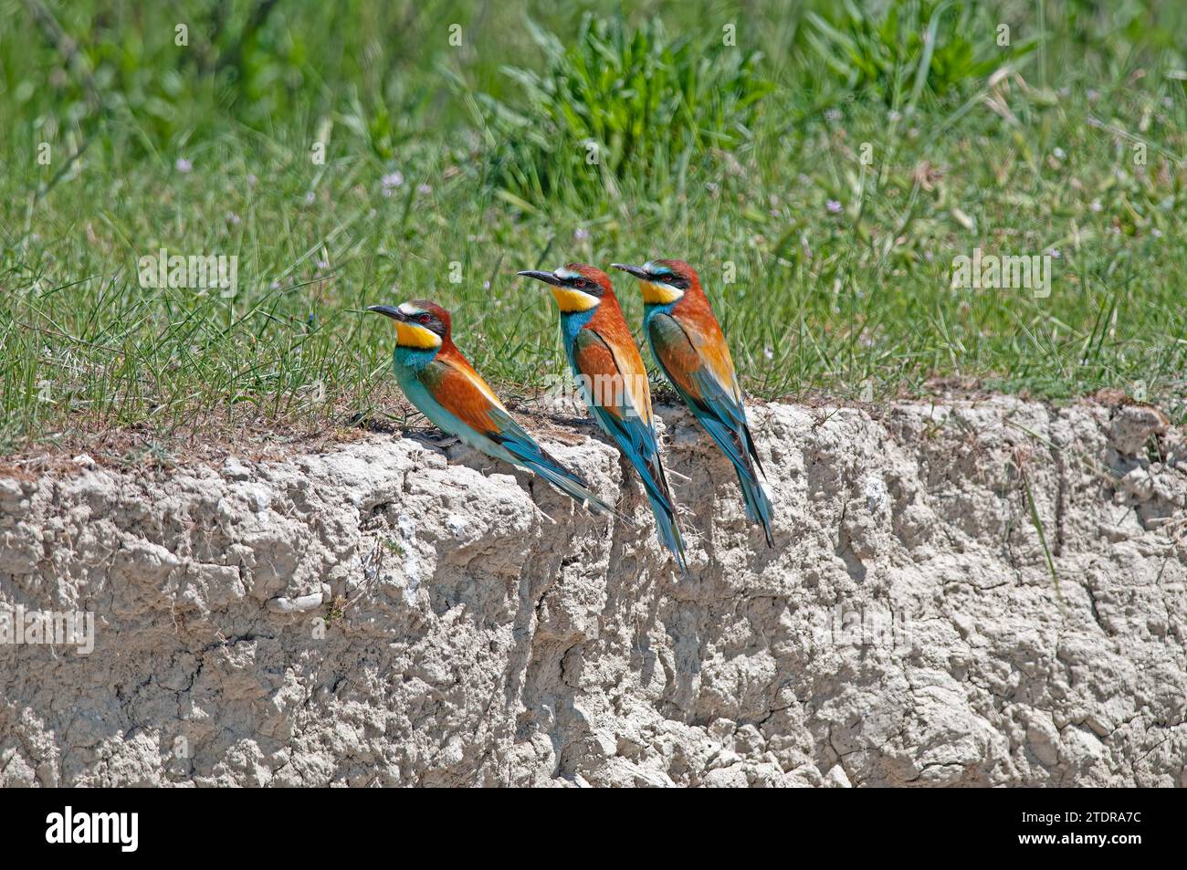 European Bee-eaters, Merops apiaster in nesting habitat Stock Photo - Alamy