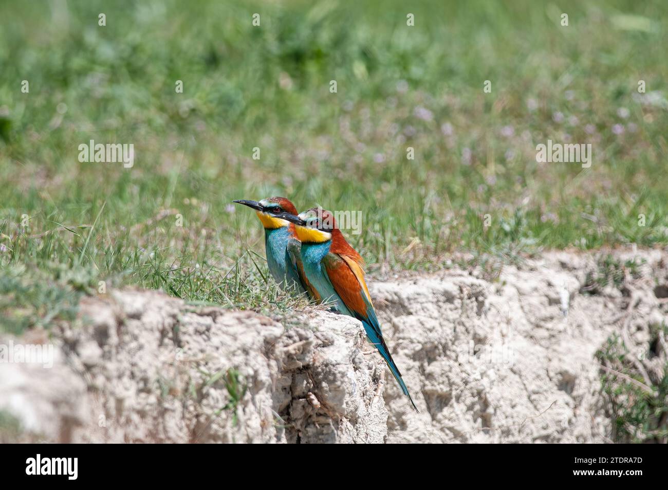 European Bee-eaters, Merops apiaster in nesting habitat Stock Photo - Alamy