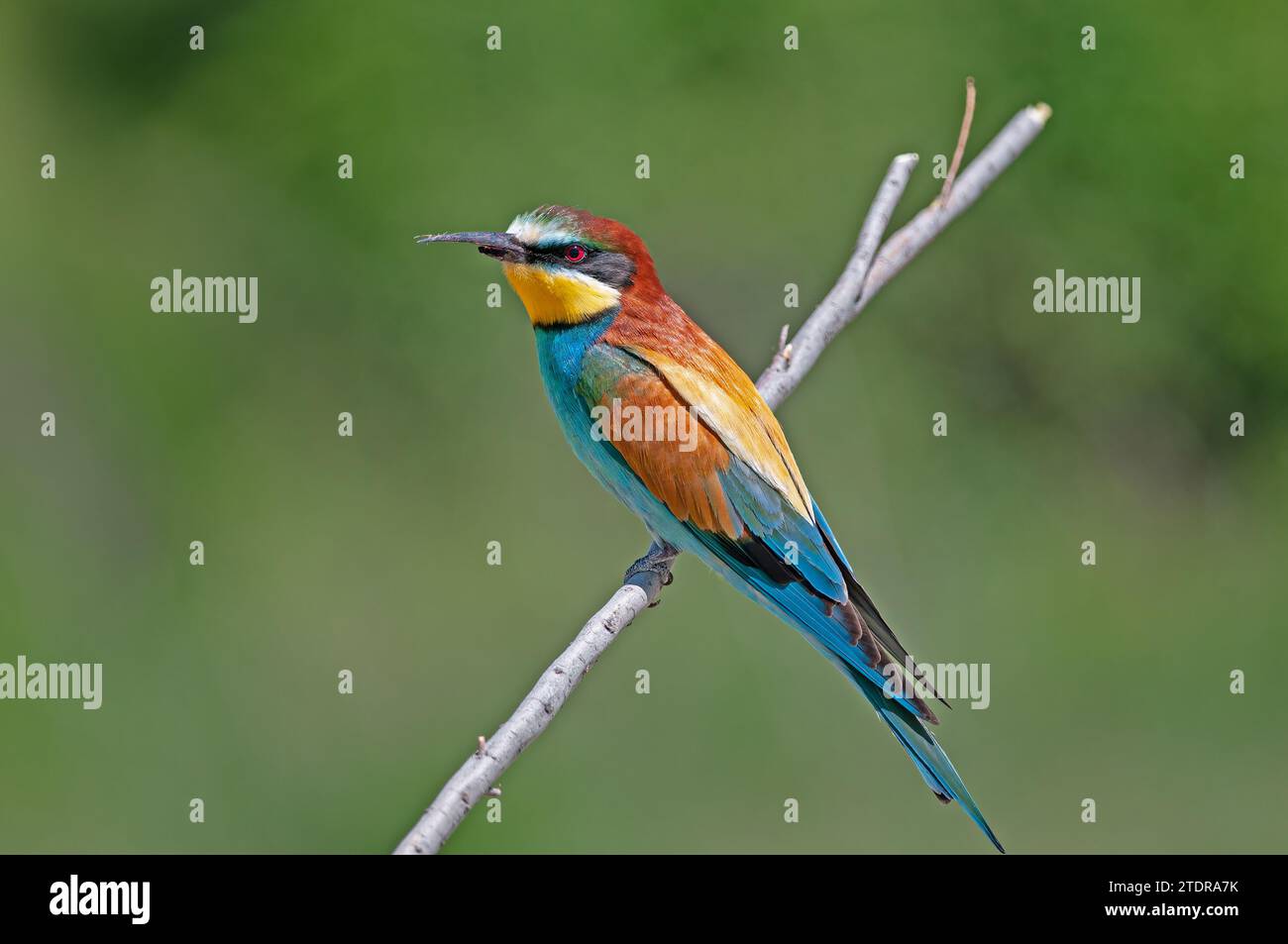 European Bee-eater with broken beak, Merops apiaster on branch. Green ...