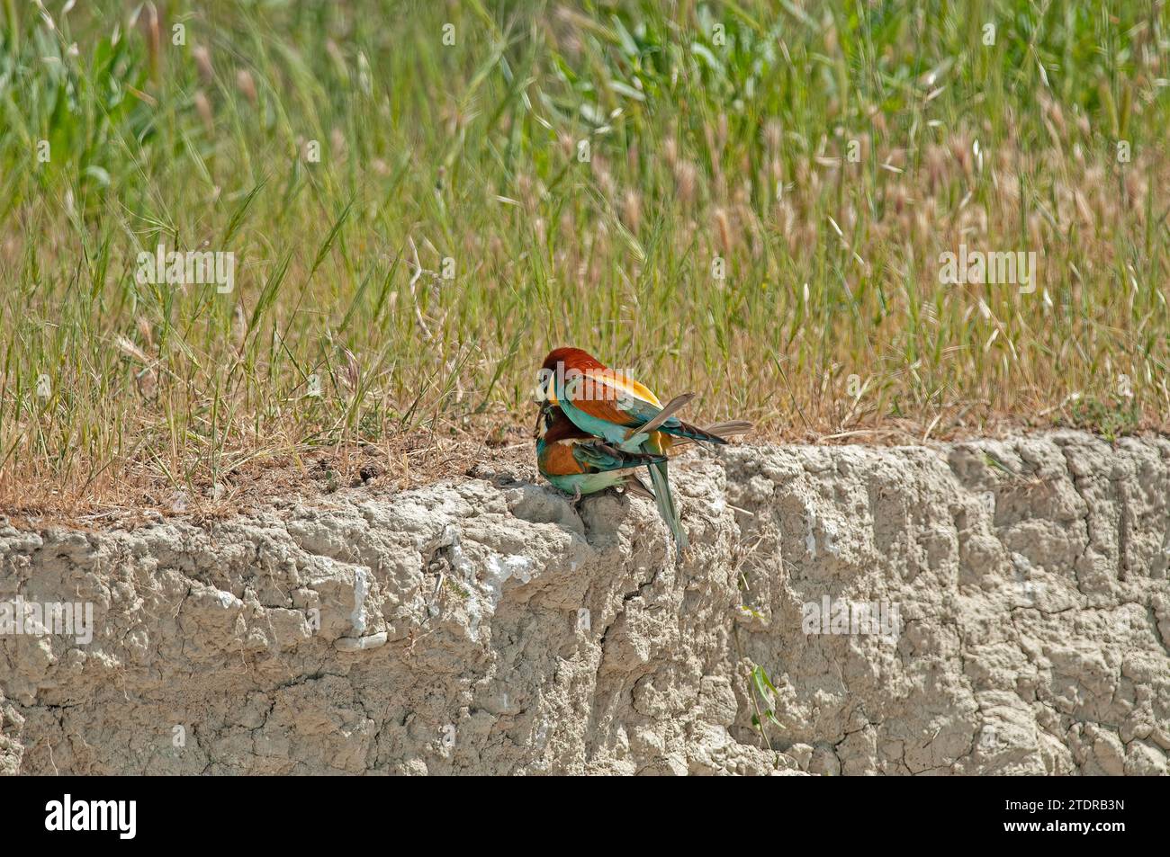 European Bee-eaters, Merops apiaster mating at the nest site Stock ...