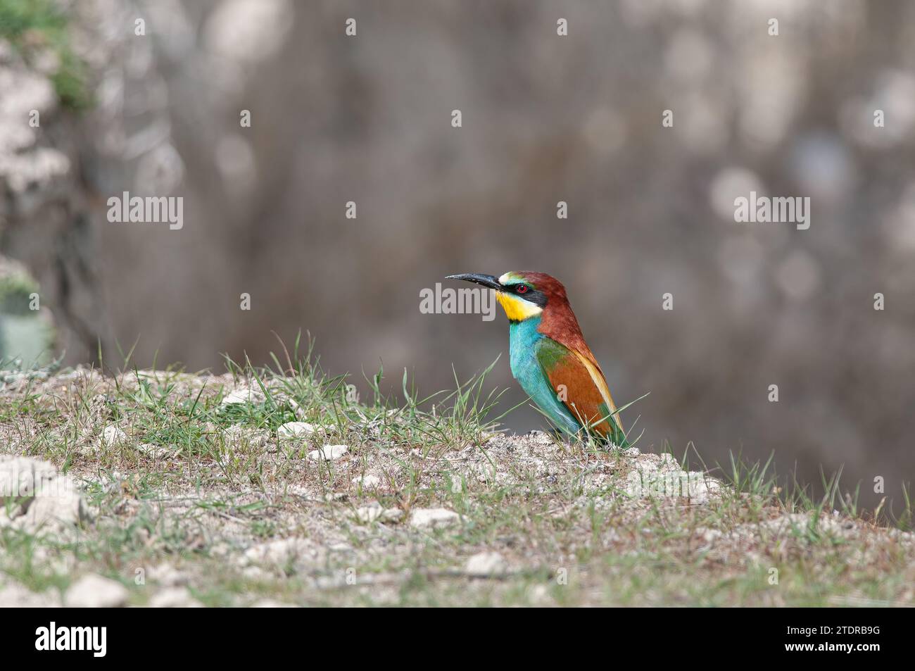 European Bee-eater, Merops apiaster in nesting habitat Stock Photo - Alamy