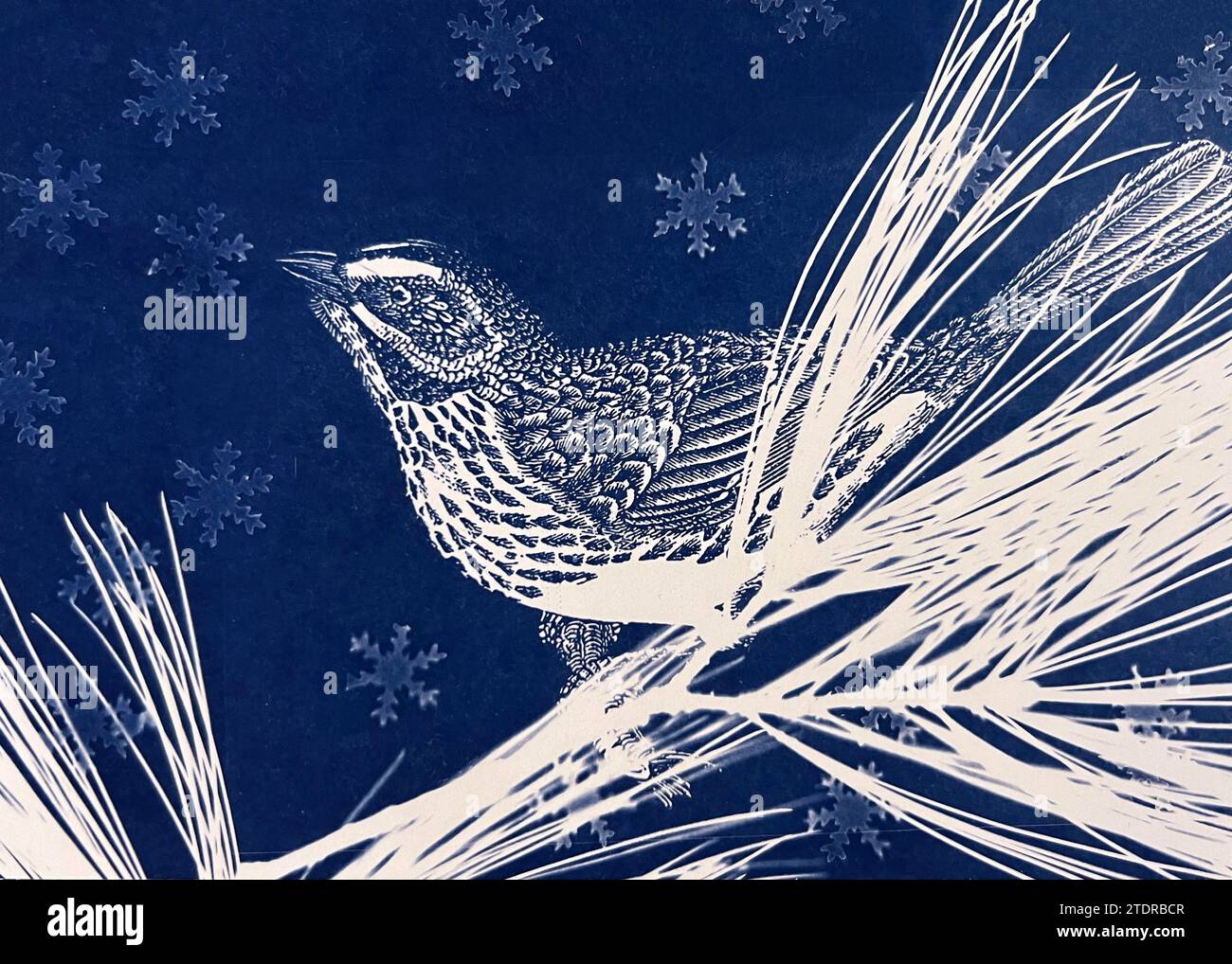 Cyanotype bird hi-res stock photography and images - Alamy