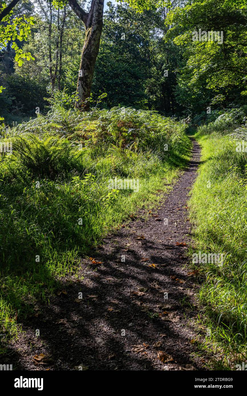 Trail in the Union wood, Union, Co. Sligo, Irlanda Stock Photo - Alamy