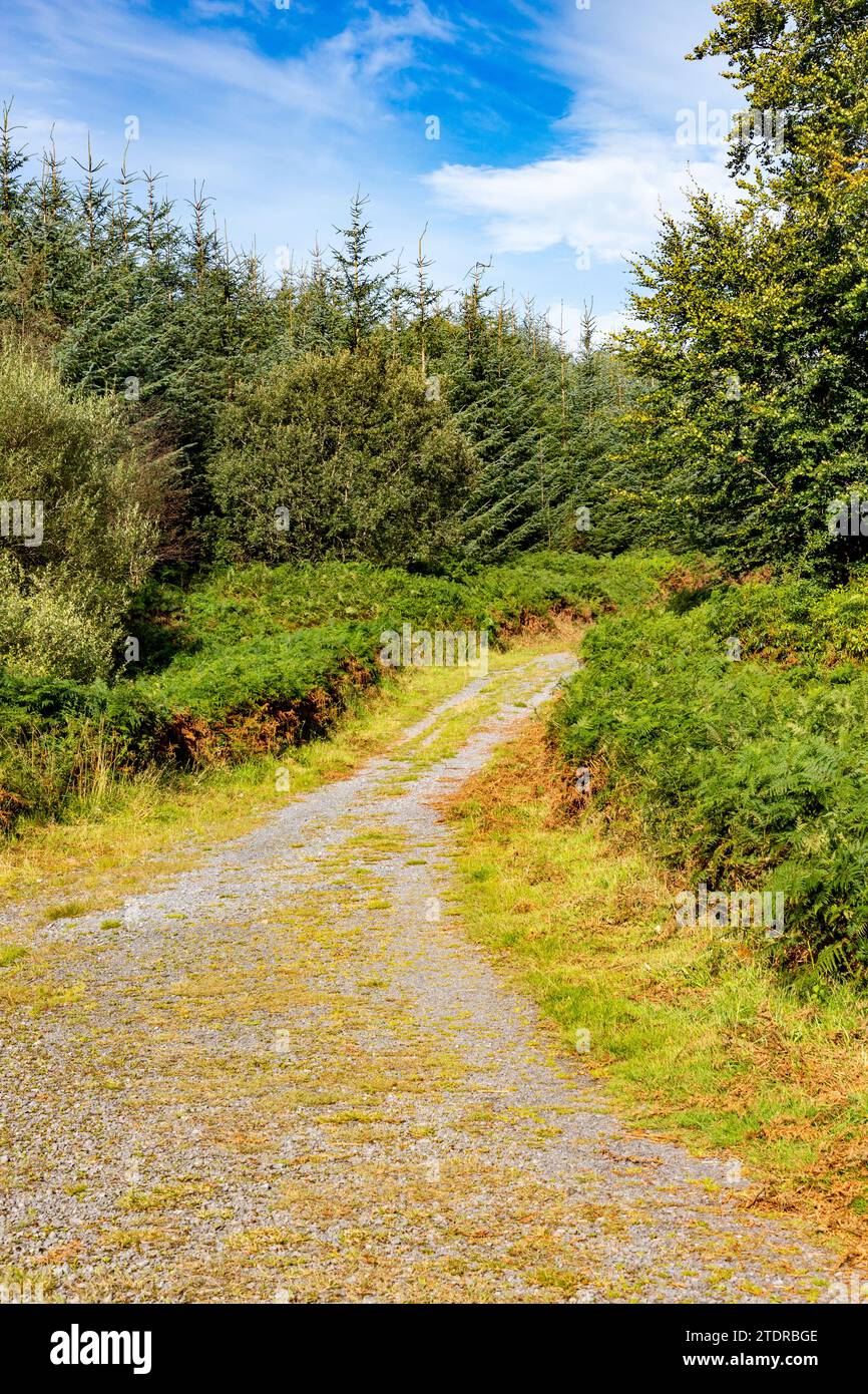 Trail in the Union wood, Union, Co. Sligo, Irlanda Stock Photo - Alamy