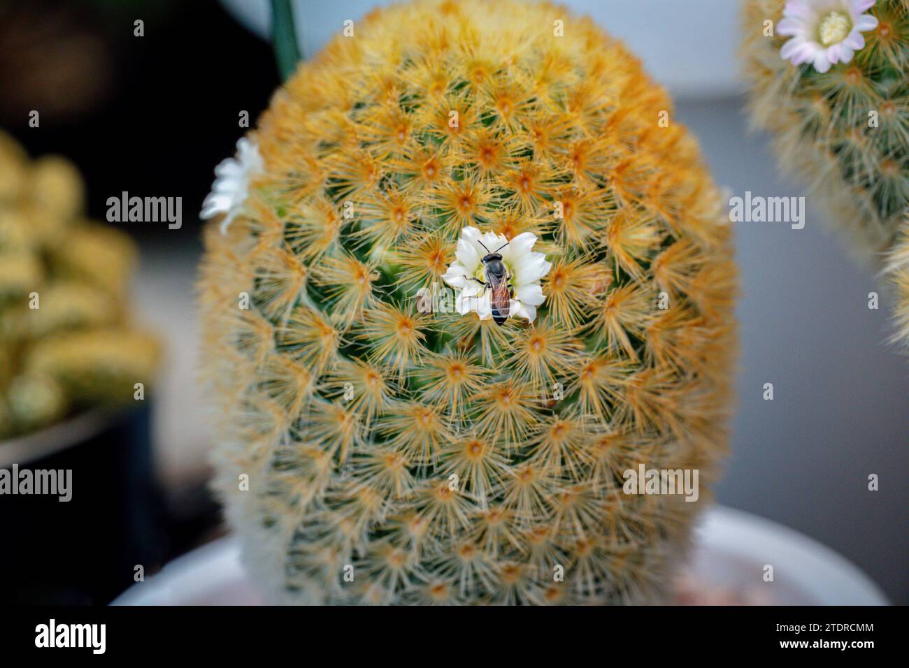 Desert flower and animal hi-res stock photography and images - Alamy