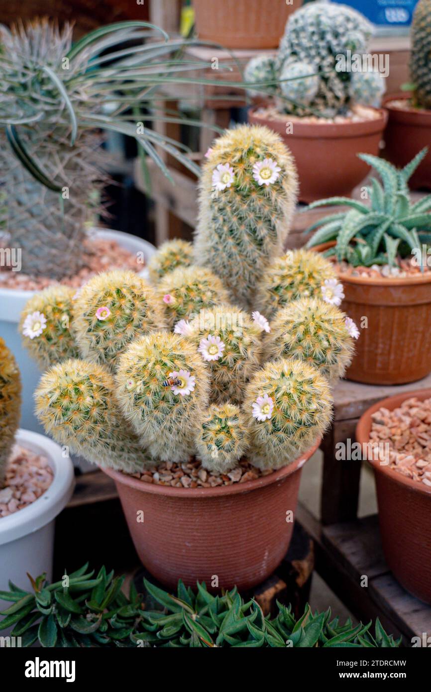 Desert flower and animal hi-res stock photography and images - Alamy