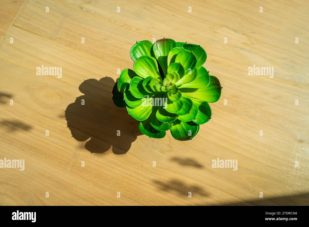 A beautiful and green Aeonium arboreum Succulent plant. Beautiful green ...