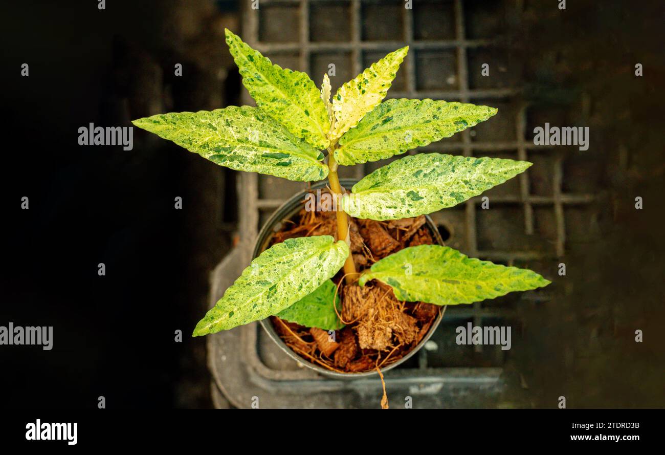 the beauty of the spotted wood. White Green leaf plant on farm for sell ...