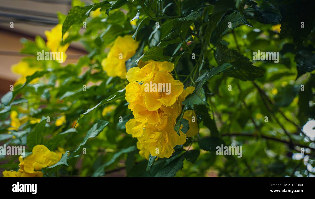 Urai slut. The Urai gold flower is a fascinating native flower of ...