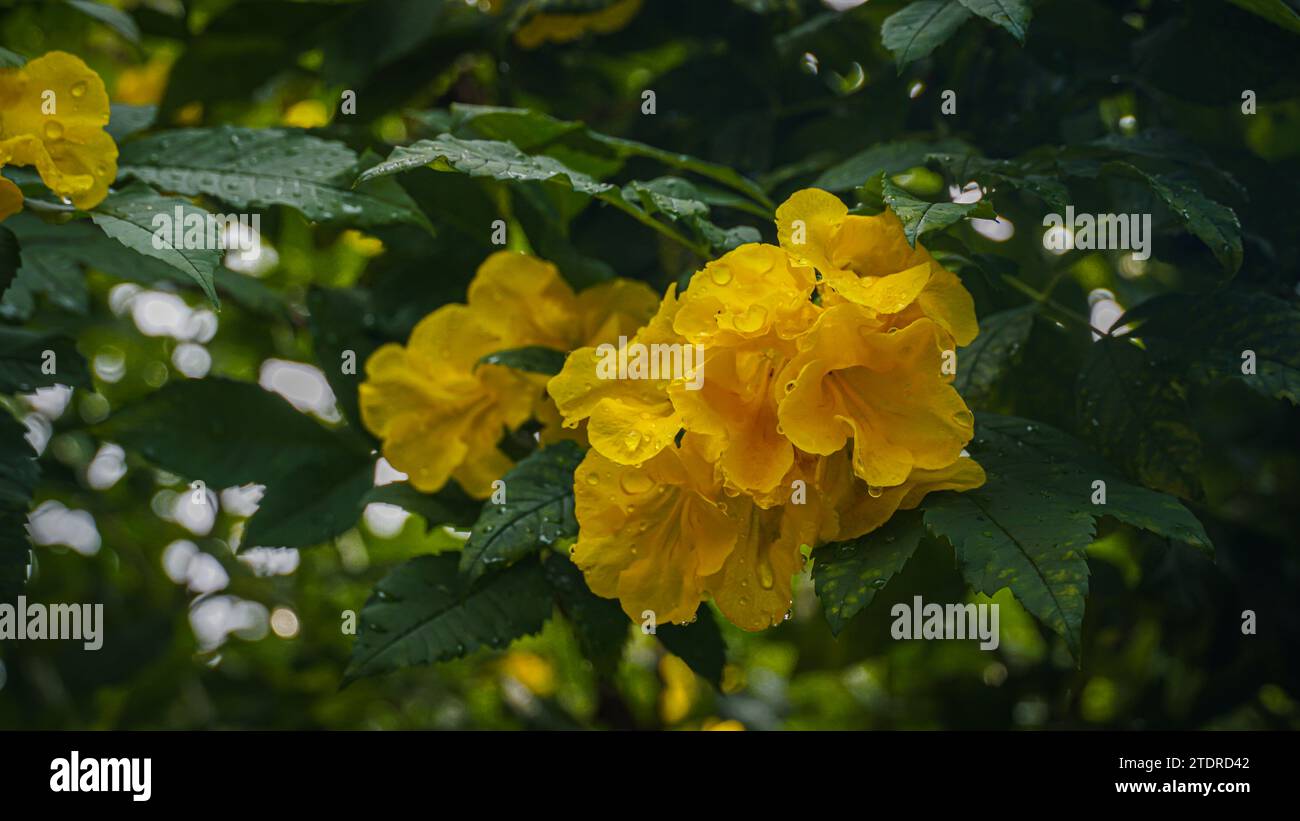 Urai slut. The Urai gold flower is a fascinating native flower of ...