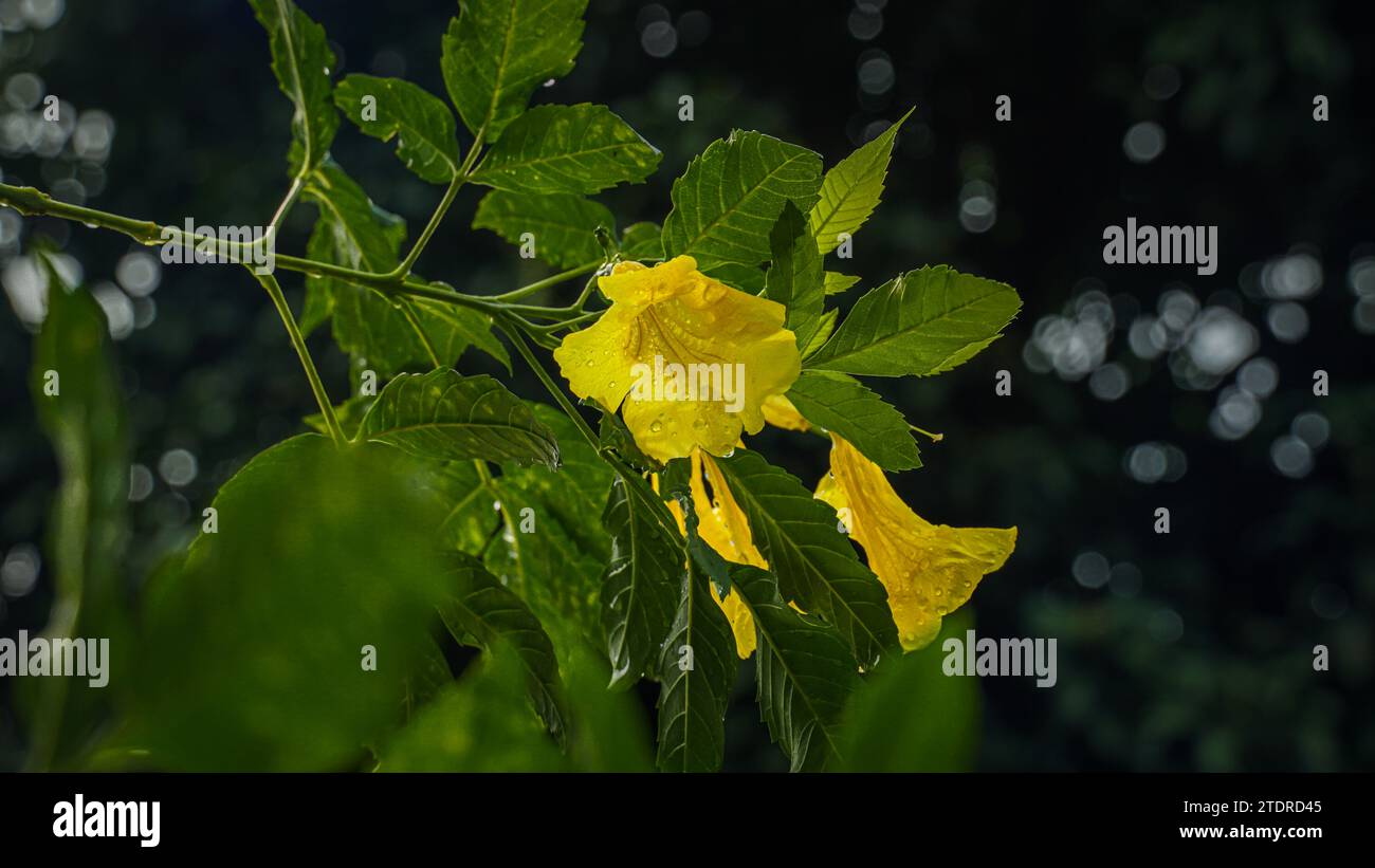 Urai slut. The Urai gold flower is a fascinating native flower of ...