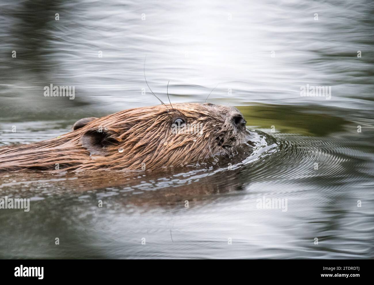 European Beaver, Castor fiber, in a lake in Scotland Stock Photo - Alamy