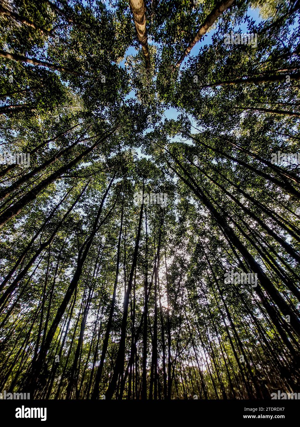 Bottom view of tall trees in evergreen forest. Blue sky in background. looking up, low angle ...