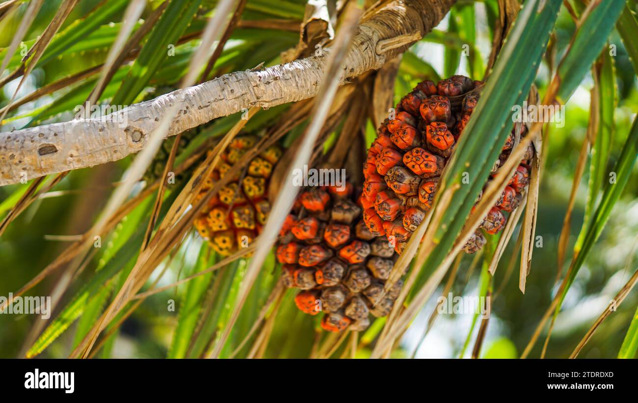 Pandanus tectorius hi-res stock photography and images - Alamy