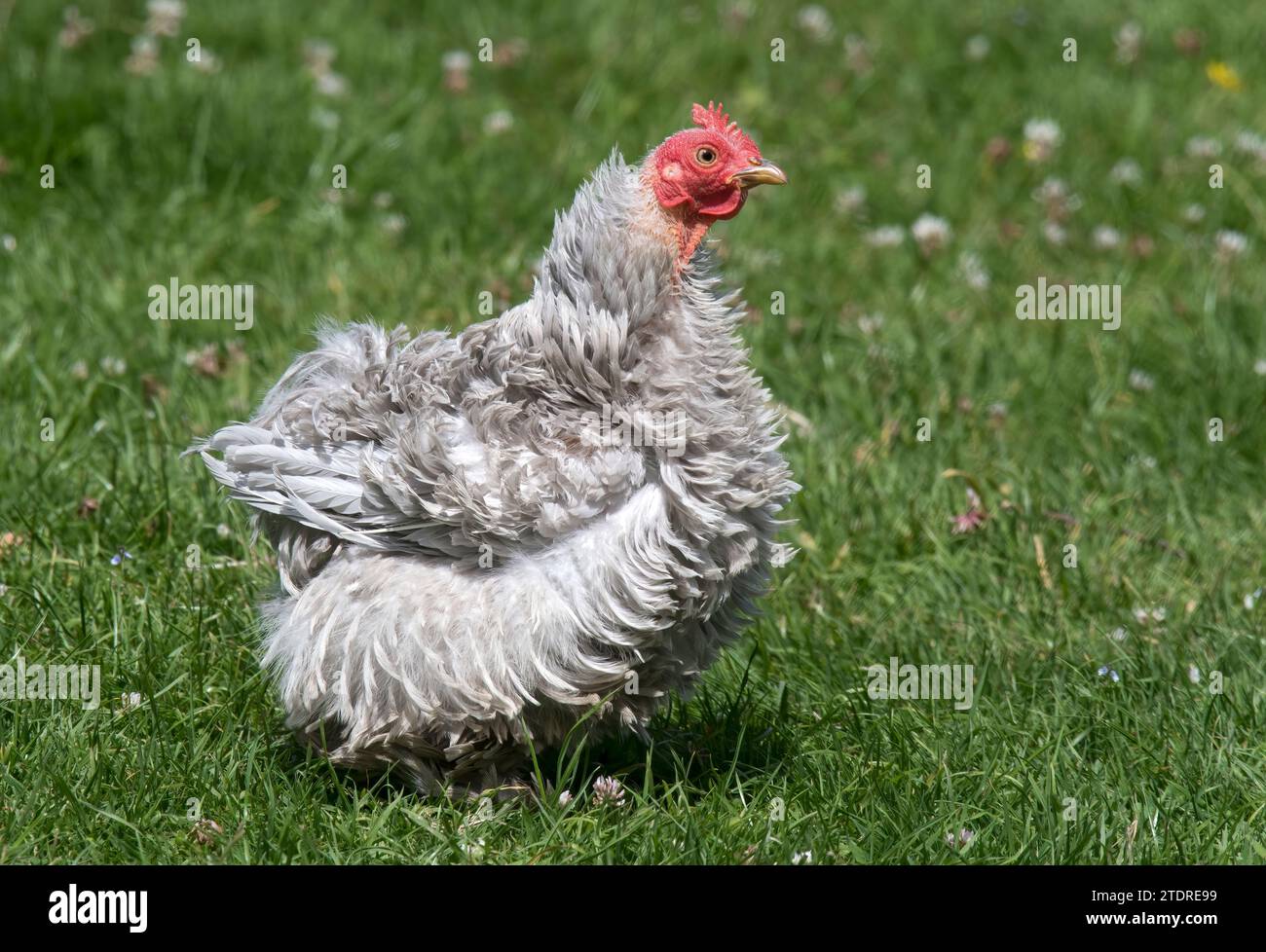 A single Frizzle chicken, Gallus gallus domesticus, on grass, scotland ...