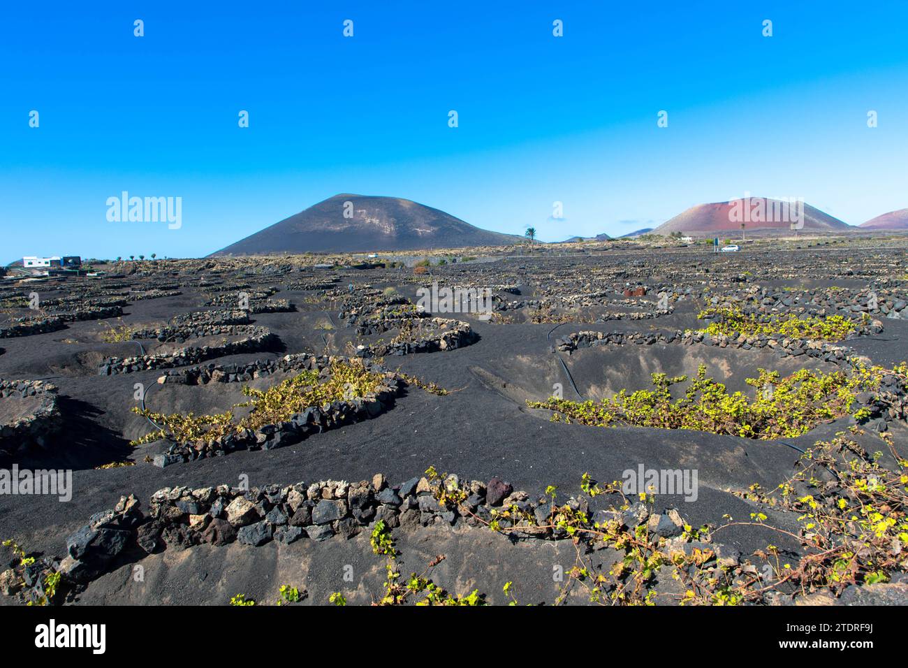 Grape vines on black volcanic soil in the vineyards of La Geria aginast ...