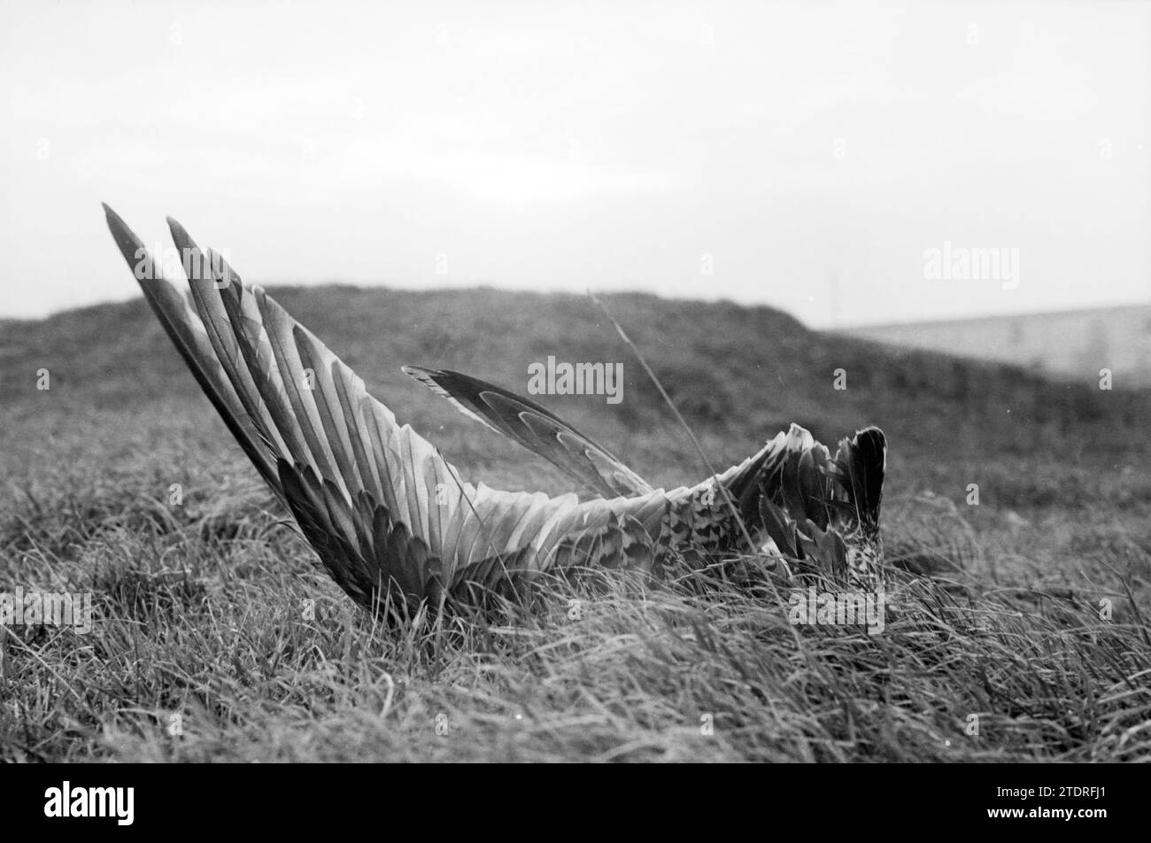 Dead seagull ijmuiden hi-res stock photography and images - Alamy
