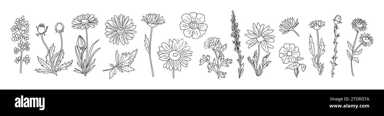 Set of tiny wild flowers and plant line art vector Stock Vector Image ...