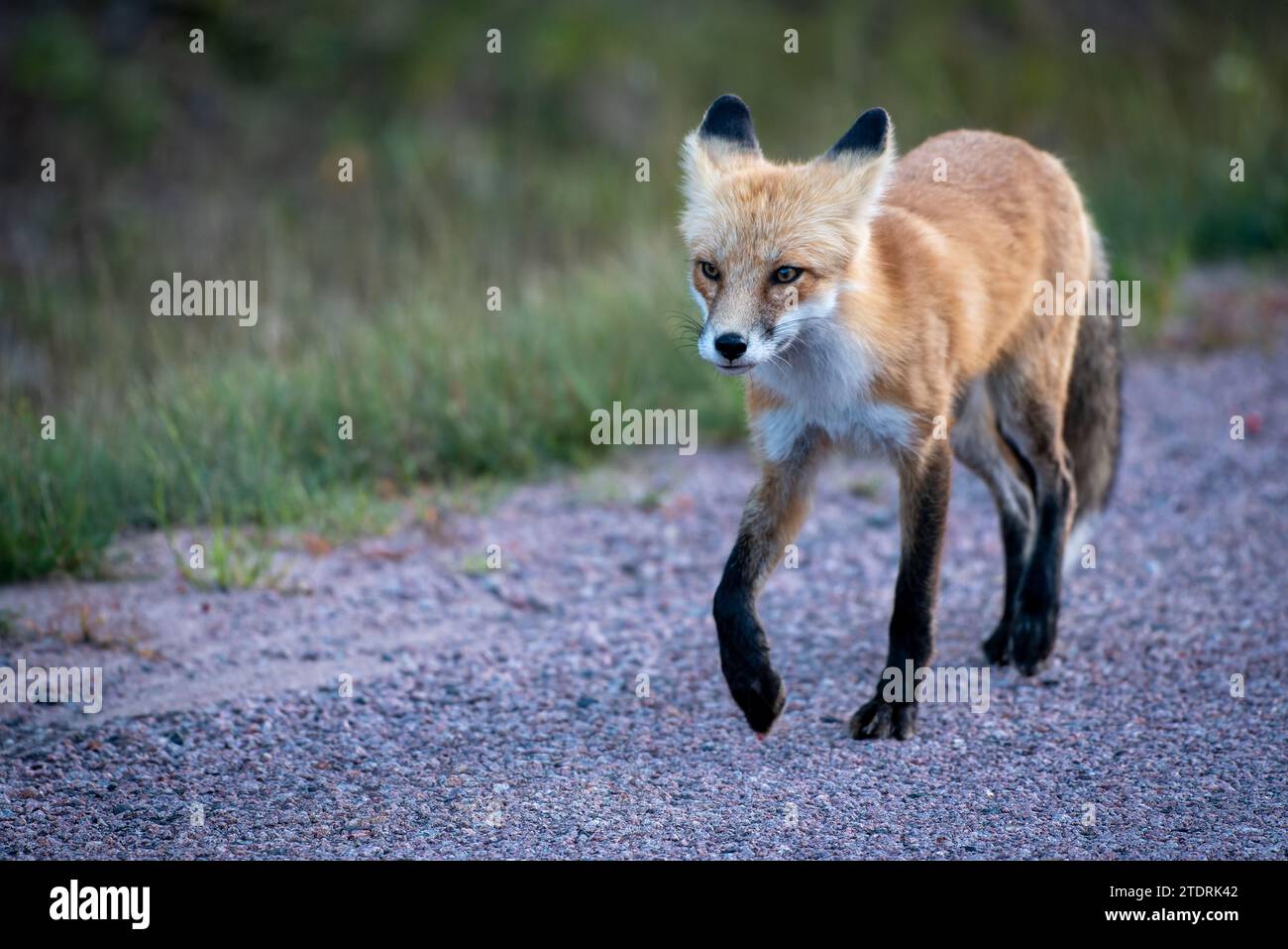 Red fox ontario canada hi-res stock photography and images - Alamy