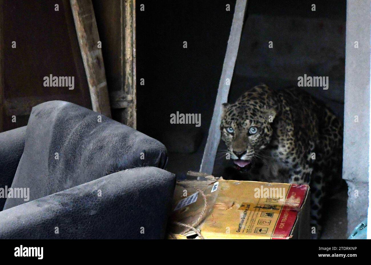 Guwahati, Guwahati, India. 19th Dec, 2023. A full grown leopard taking ...