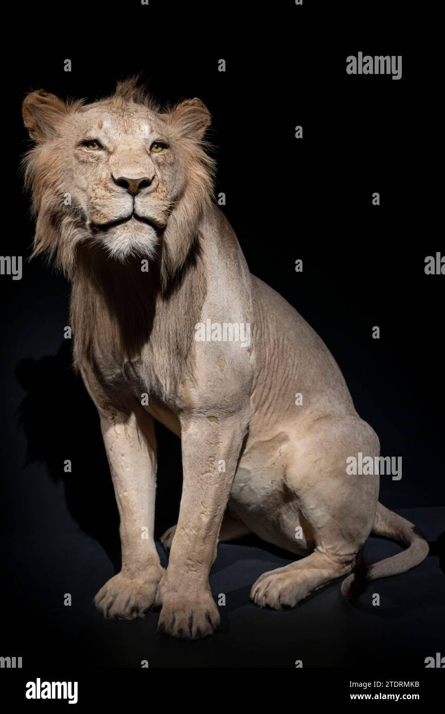 Paris, France - 06 10 2023: The Great Evolution Gallery of Paris ...