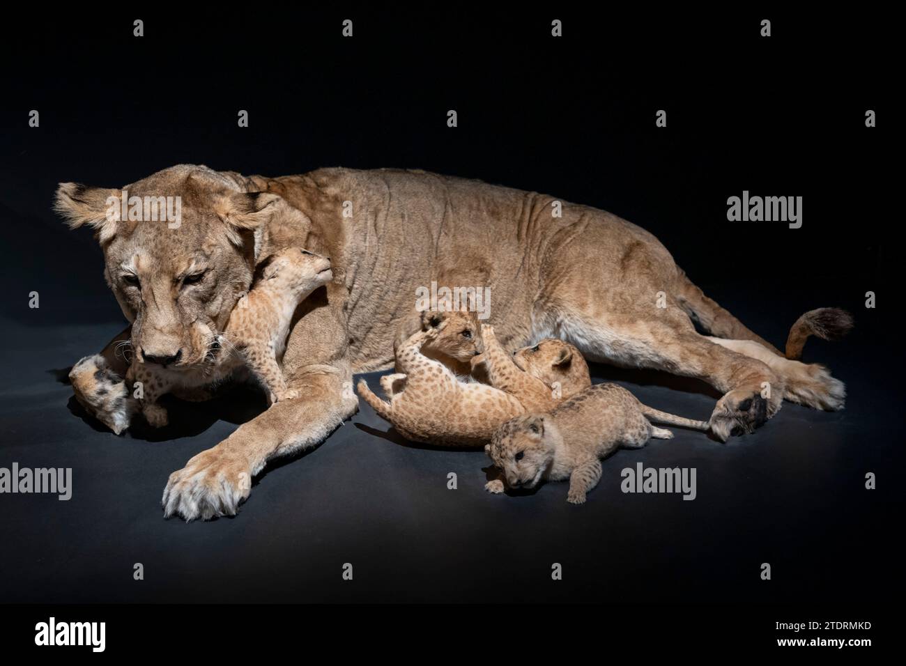 Paris, France - 06 10 2023: The Great Evolution Gallery of Paris ...