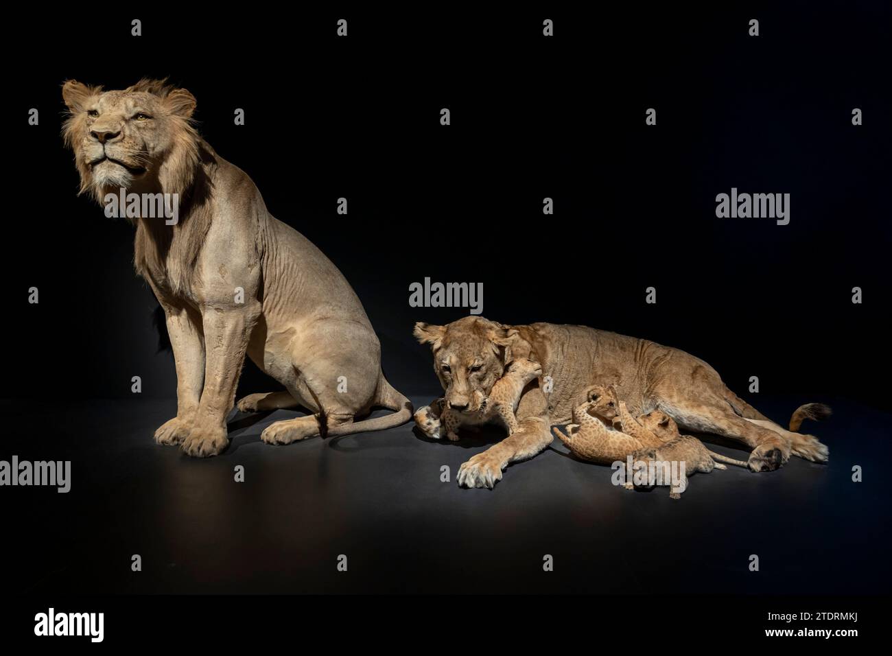 Paris, France - 06 10 2023: The Great Evolution Gallery of Paris ...