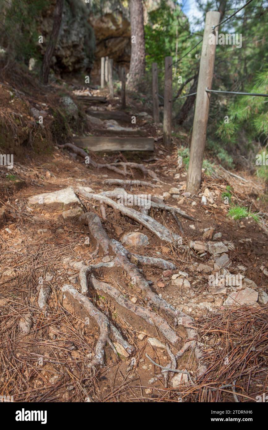Roots securing the soil of steep path. How do roots prevent soil ...
