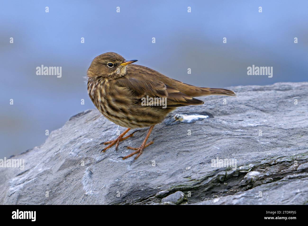 European rock pipit (Anthus petrosus) resting on rocky shore along the ...