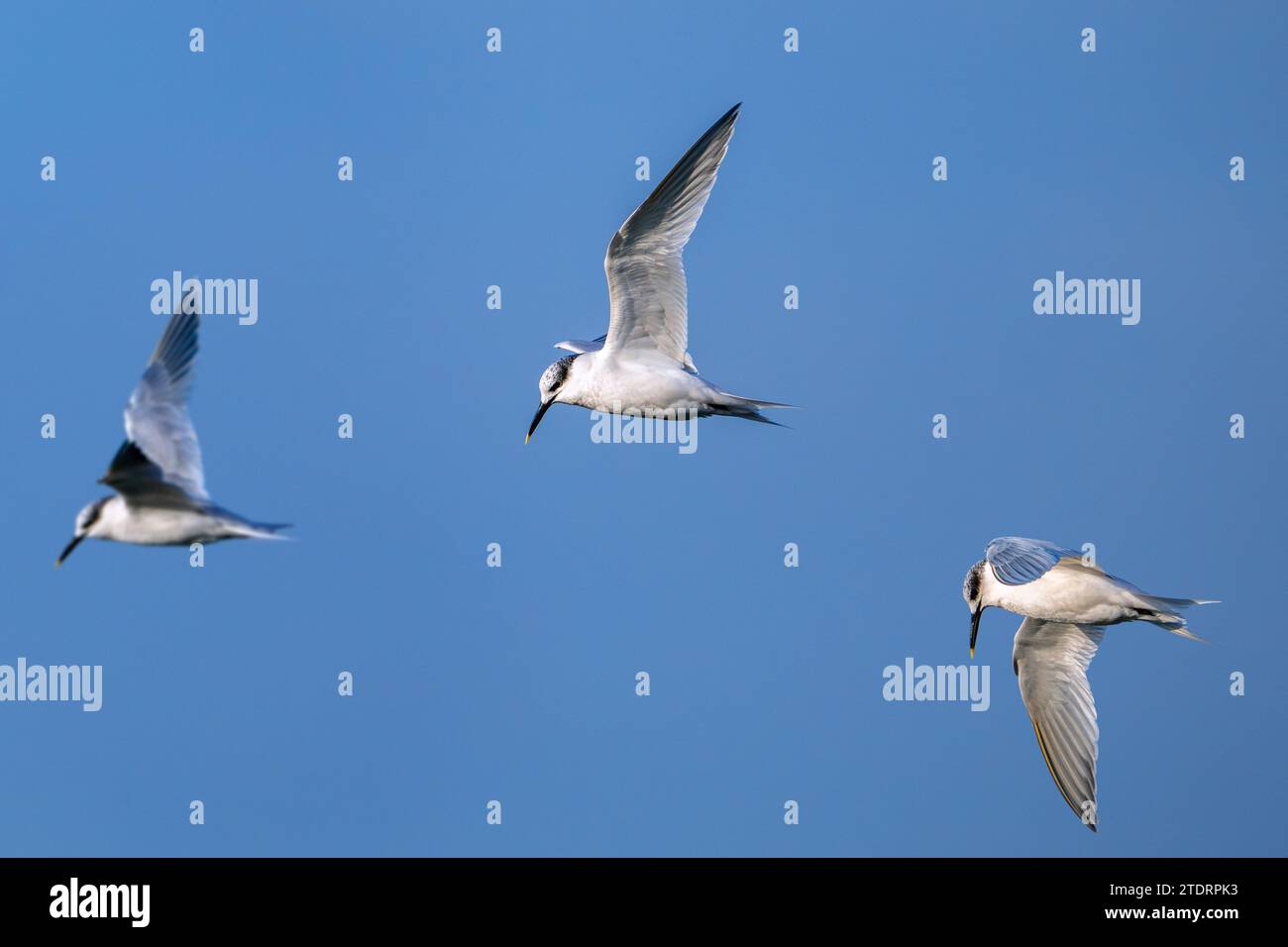 Three sandwich terns (Thalasseus sandvicensis / Sterna sandvicensis ...