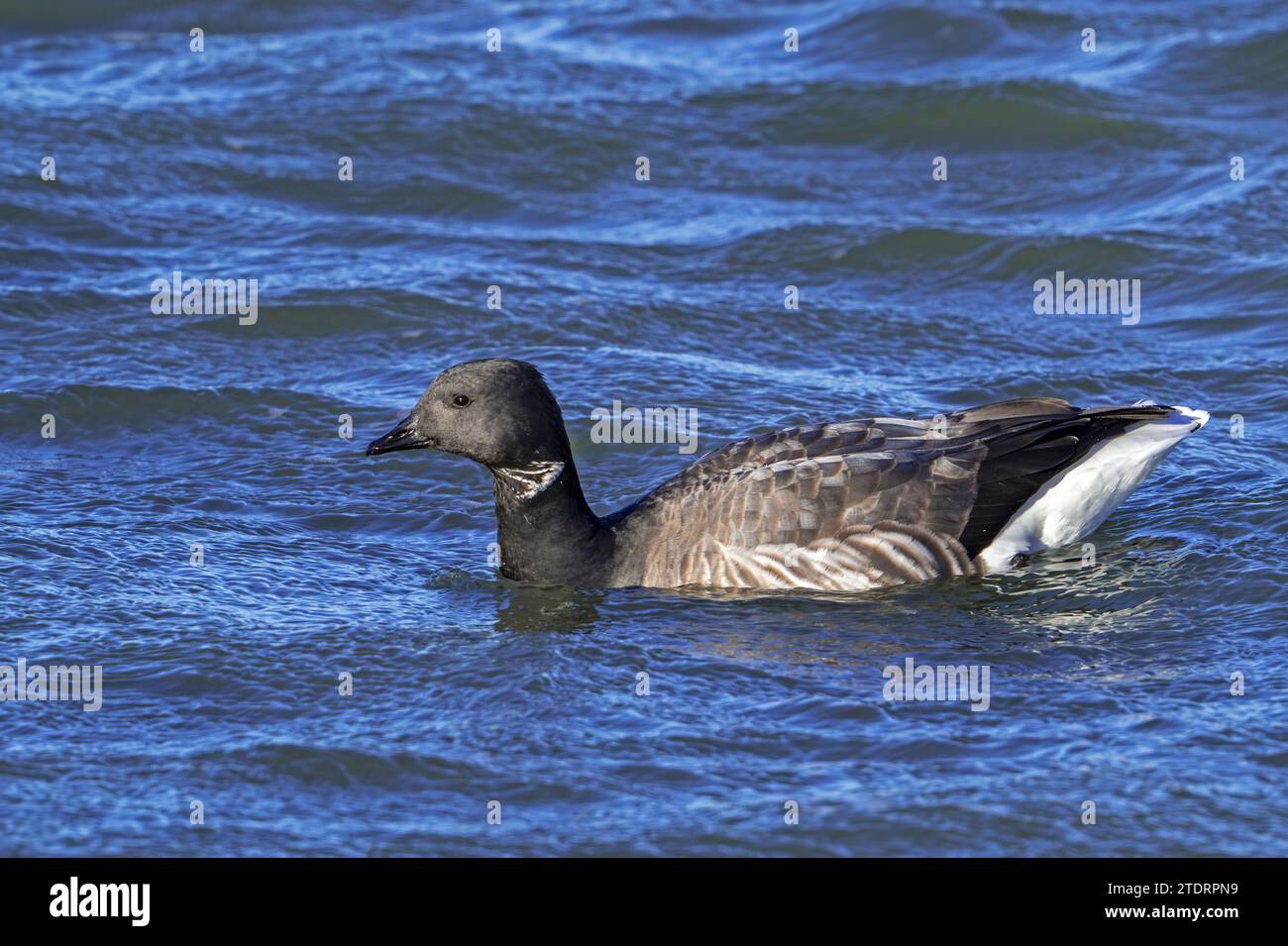 Brant goose / brent goose (Branta bernicla) swimming along the North ...