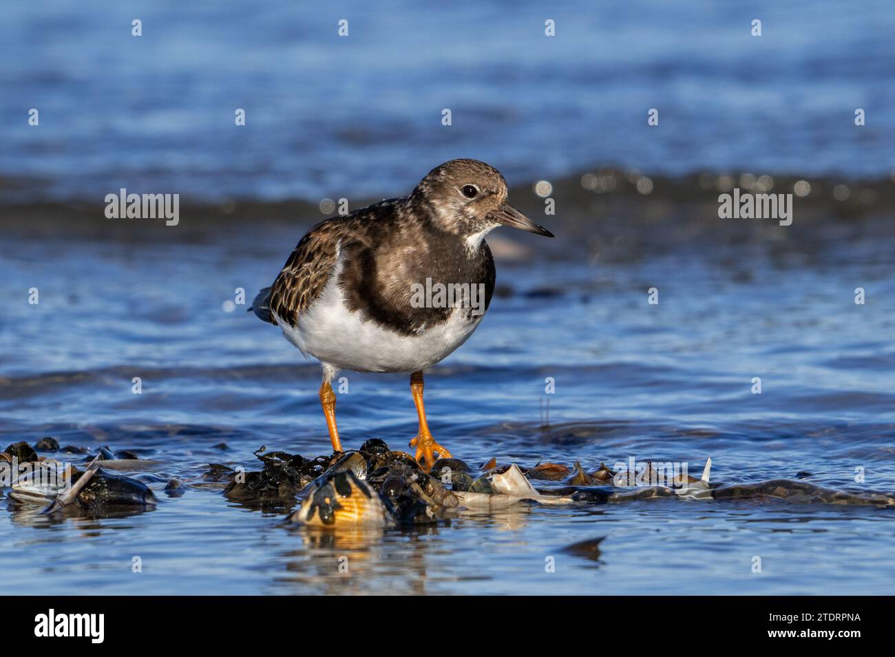 Ruddy turnstone (Arenaria interpres) in non-breeding plumage foraging ...