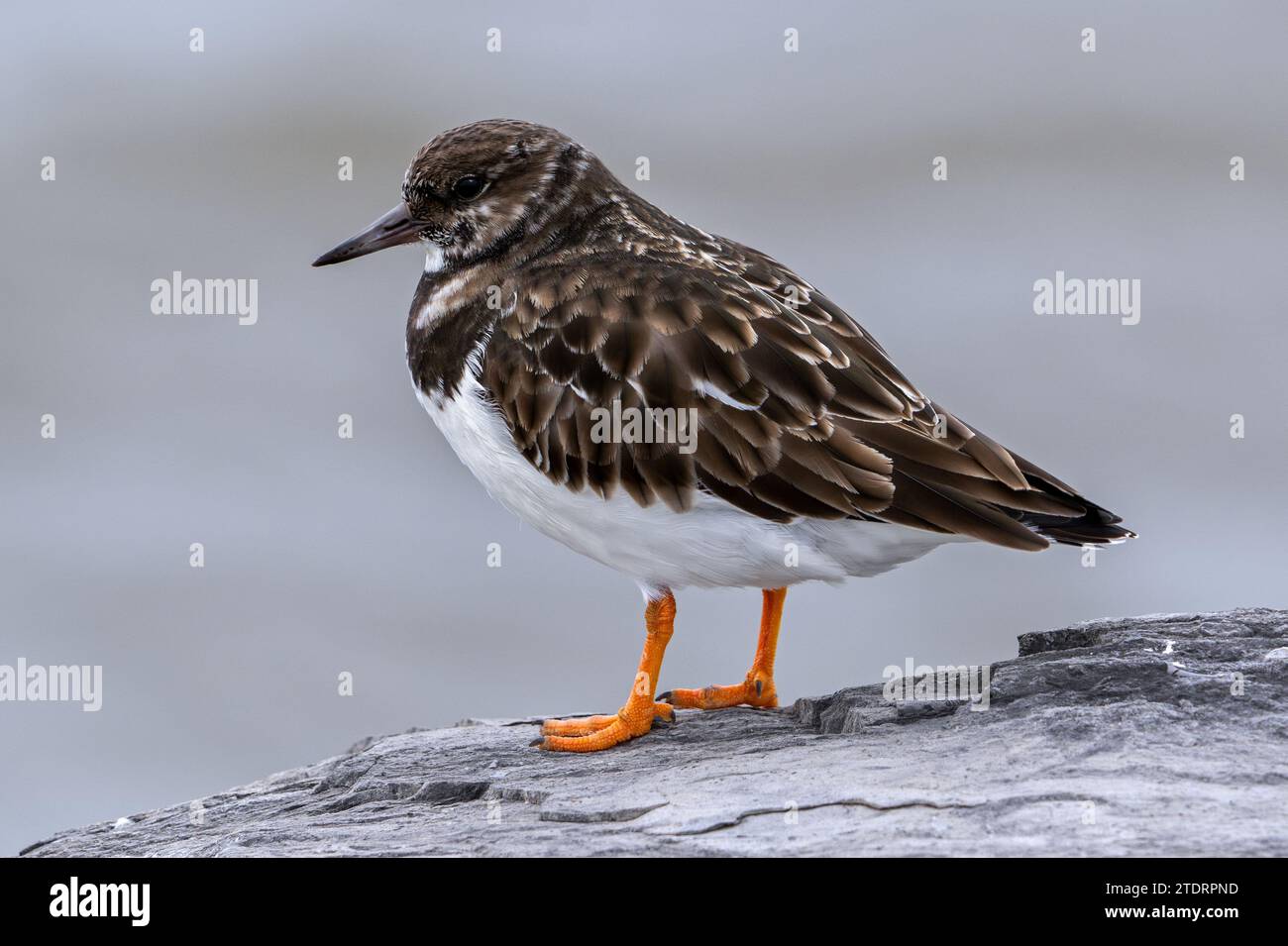 Ruddy turnstone (Arenaria interpres) in non-breeding plumage resting on ...