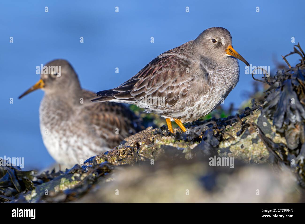 Rocks on the zeeland coast of the netherlands hi-res stock photography ...