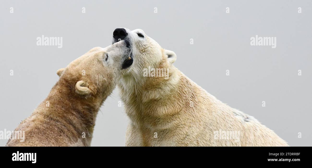Male and female Polar Bears rubbing heads together Stock Photo - Alamy