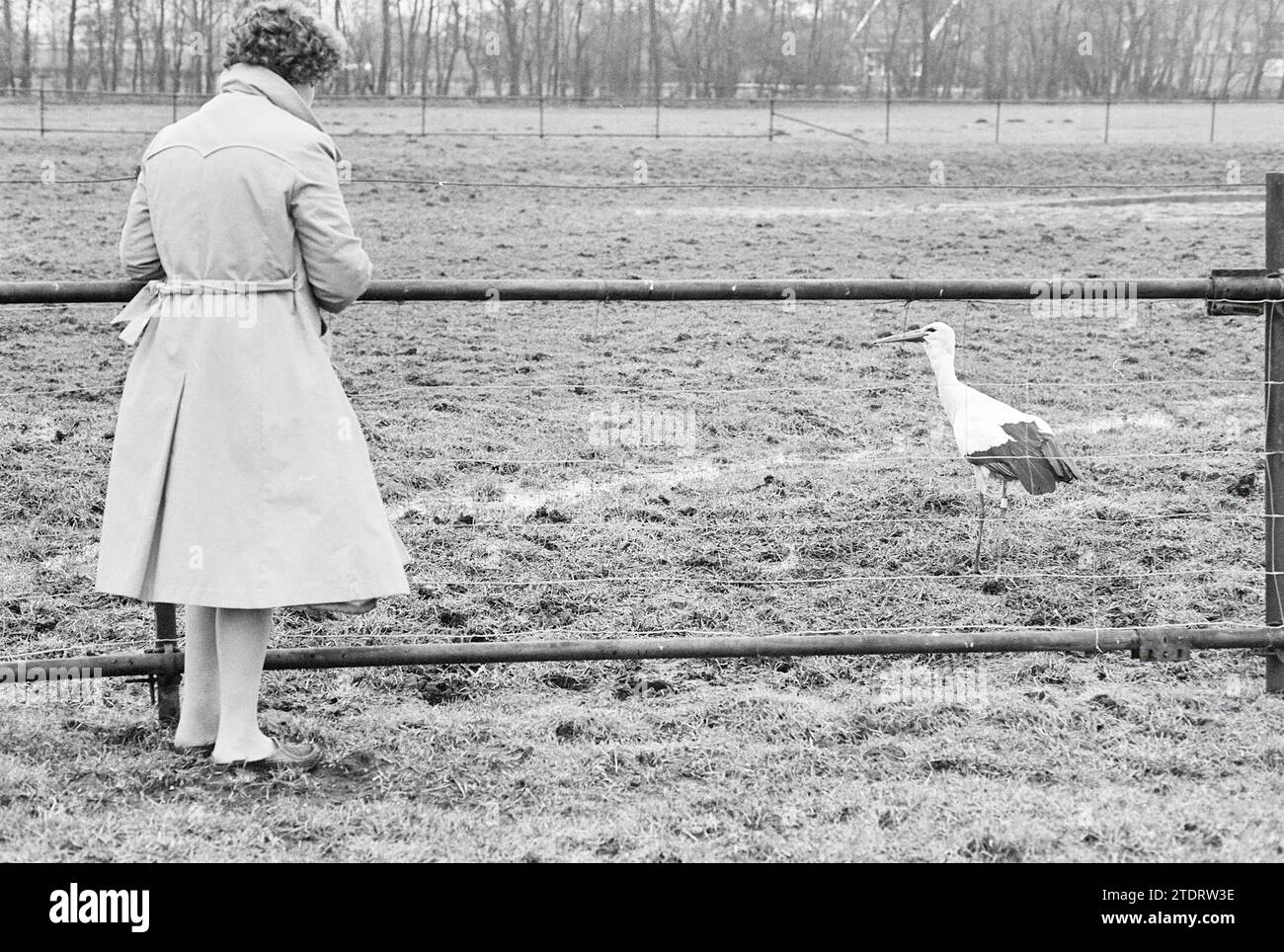 Stork at Family Koster Cruquiusdijk 79, Vogels, Cruquius, Cruquiusdijk ...