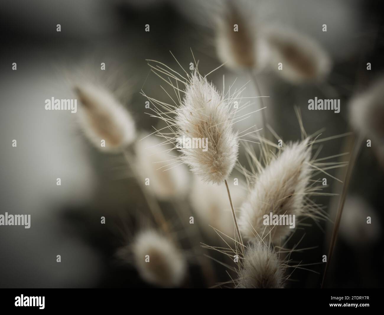 Velvet grass hi-res stock photography and images - Alamy