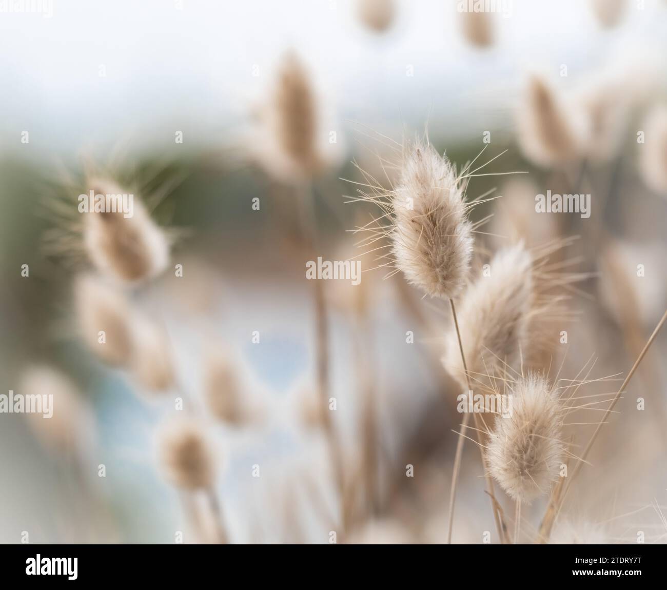 Velvet grass hi-res stock photography and images - Alamy