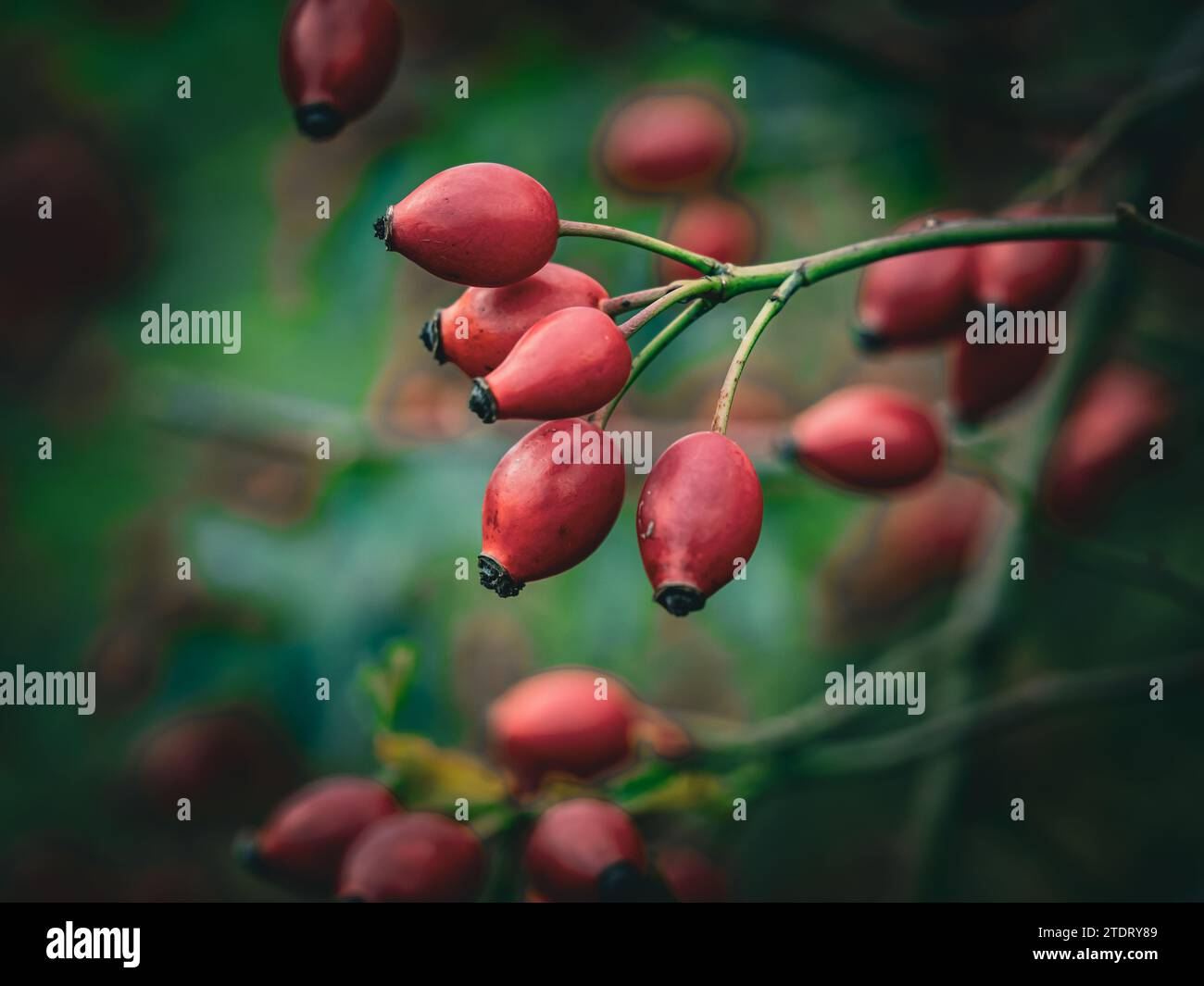 Dog rosefruit hi-res stock photography and images - Alamy