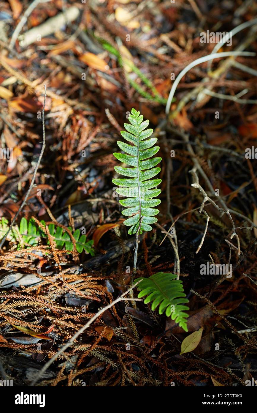 Small fern plants emerging from soil Stock Photo - Alamy