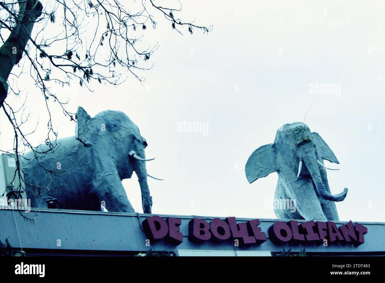 Bolle elephant hi-res stock photography and images - Alamy