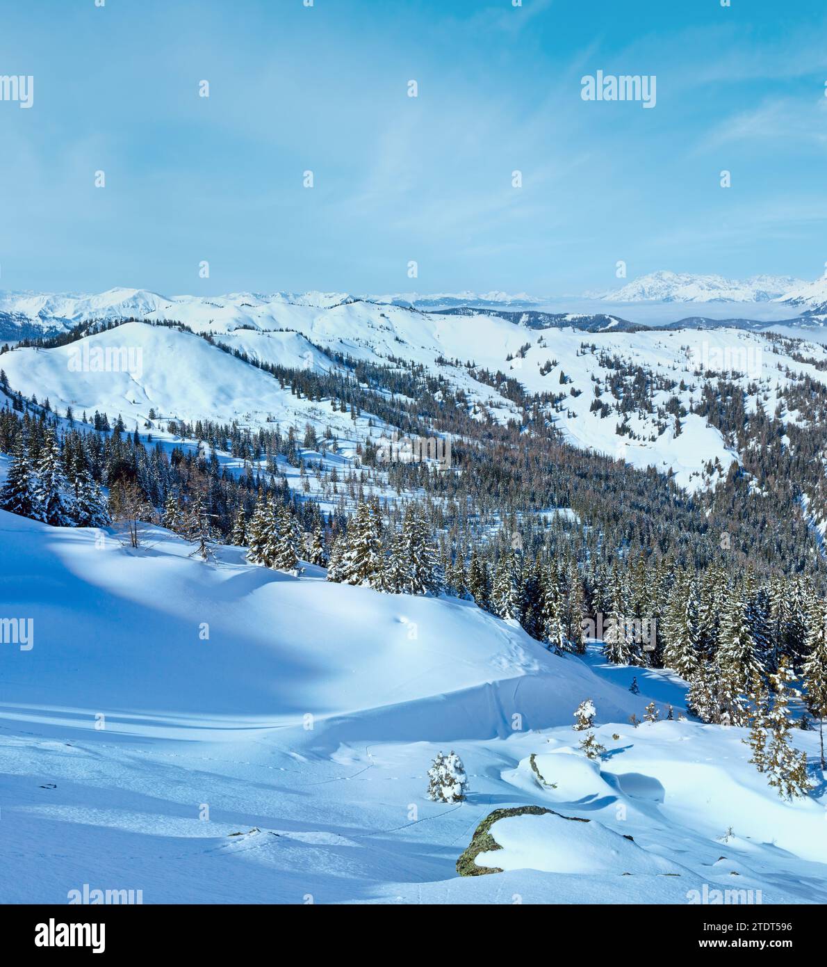 Winter mountain landscape with snowy spruce trees on slope (Hochkoenig ...